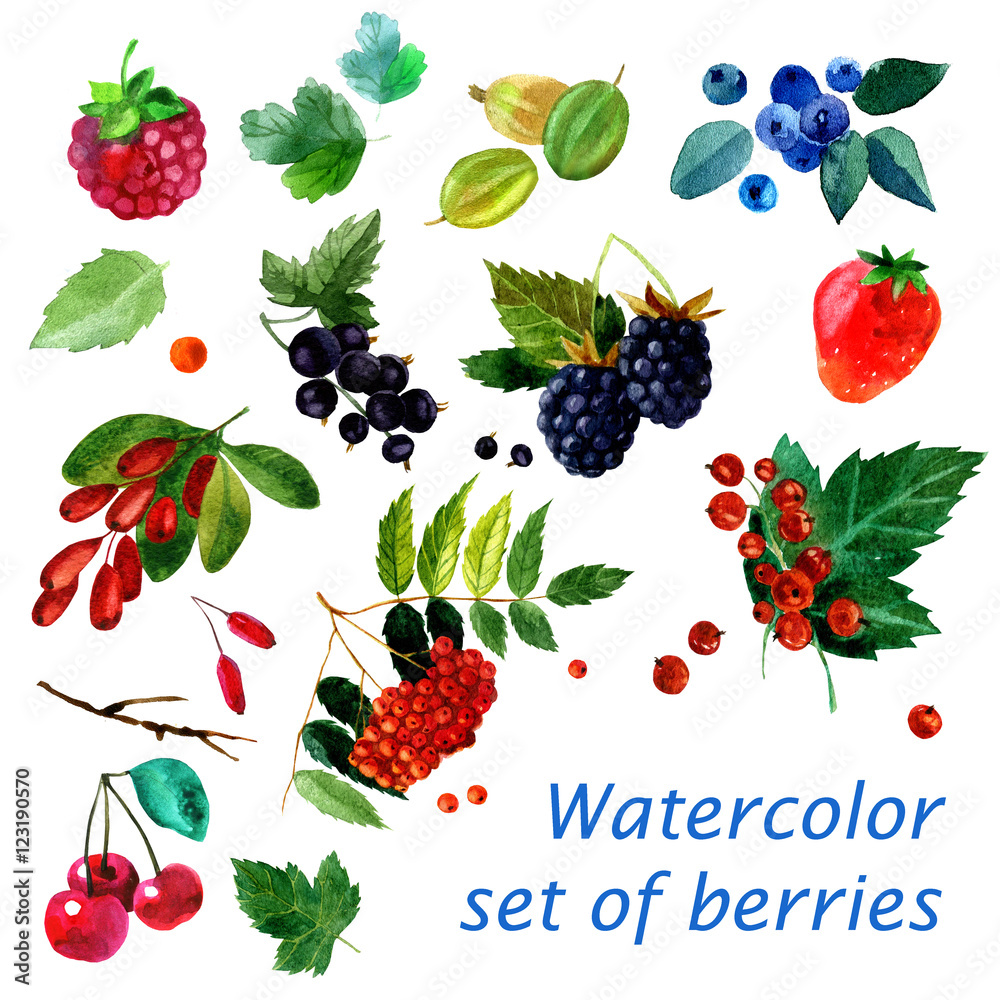 watercolor illustration of a set of different berries image ...