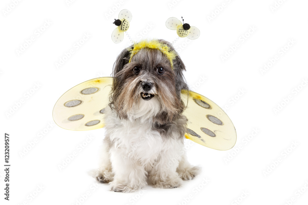 Cute dog in a bumble bee costume Stock Photo | Adobe Stock