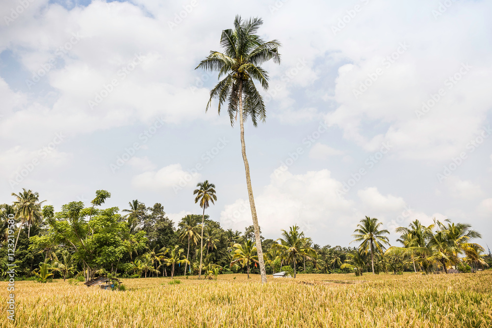 Field landscape with tall palm tree, Ubud, Bali, Indonesia Stock Photo ...