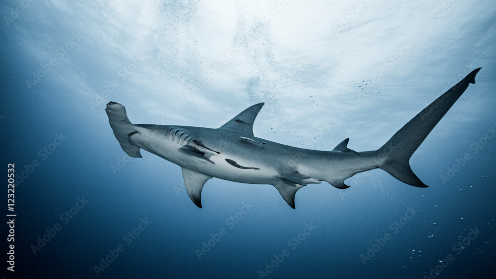 Smooth Hammerhead swimming in ocean Stock-Foto | Adobe Stock