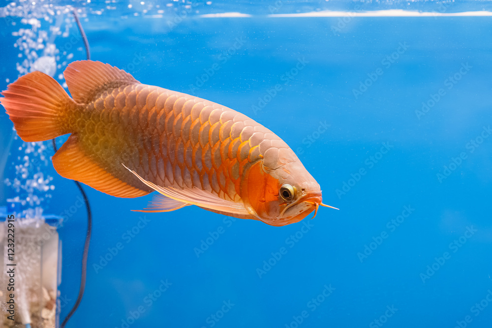 Asian arowana red fish,dragon fish Stock Photo | Adobe Stock