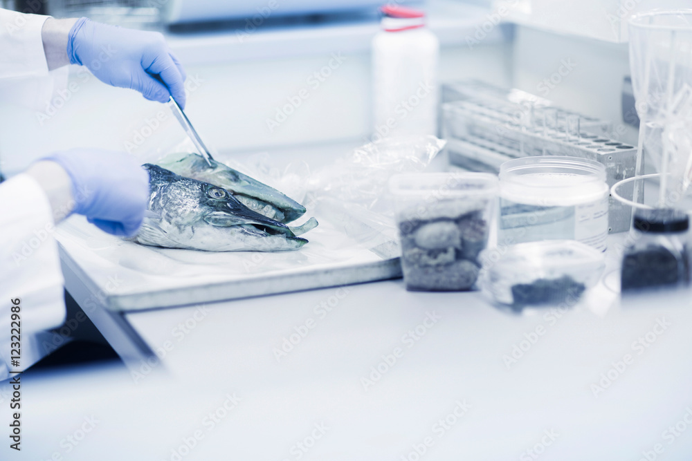 Scientist analysing fish sample in laboratory Stock Photo | Adobe Stock