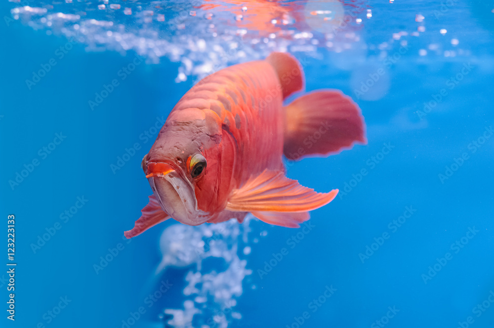 Asian arowana red fish,dragon fish Stock Photo | Adobe Stock