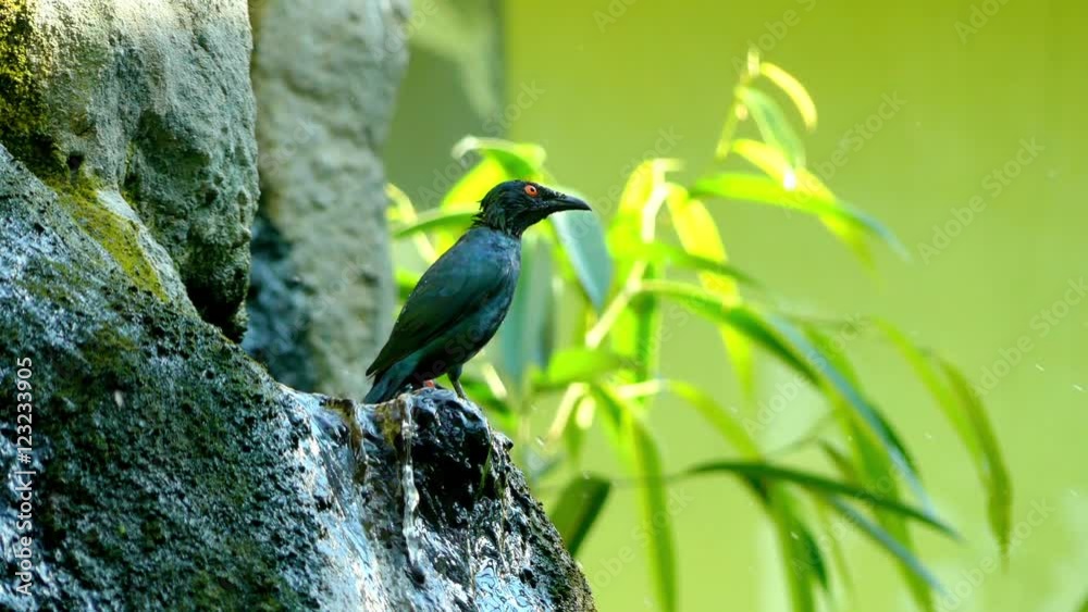 Asian glossy starling (Aplonis panayensis) is species of starling in ...