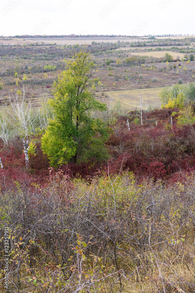 Birch trees and colored forest and hills in autumn in Moldova Stock ...