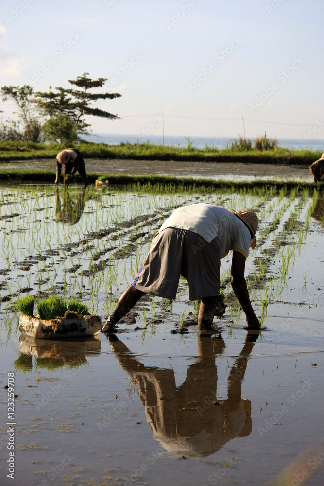 Rice Field Worker