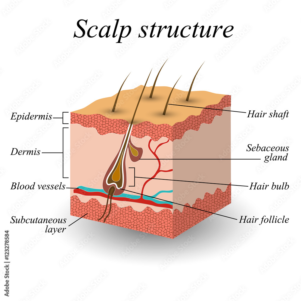 The structure of the hair scalp, anatomical training poster. Vector ...