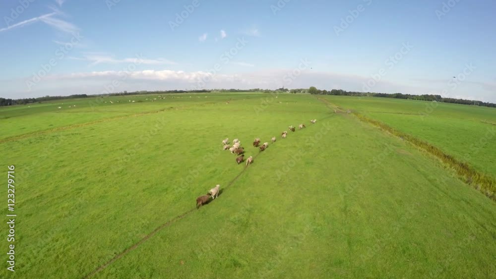 Sheepherding aerial by drone shepherd long footage of UAV moving slowly ...