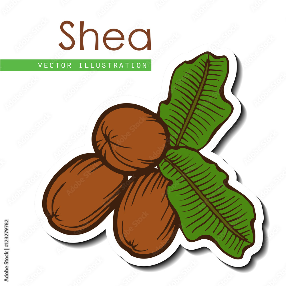 shea nuts_brown Stock Vector | Adobe Stock