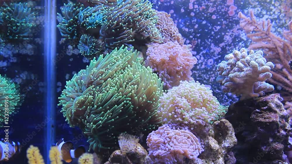 Real nemo in Coral Reef Aquarium Tank (Amphiprion Ocellaris) Stock ...