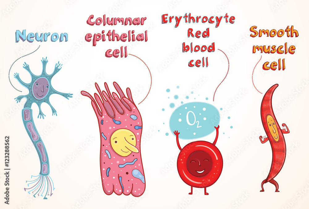 Vector illustration of human cells Stock Vector | Adobe Stock
