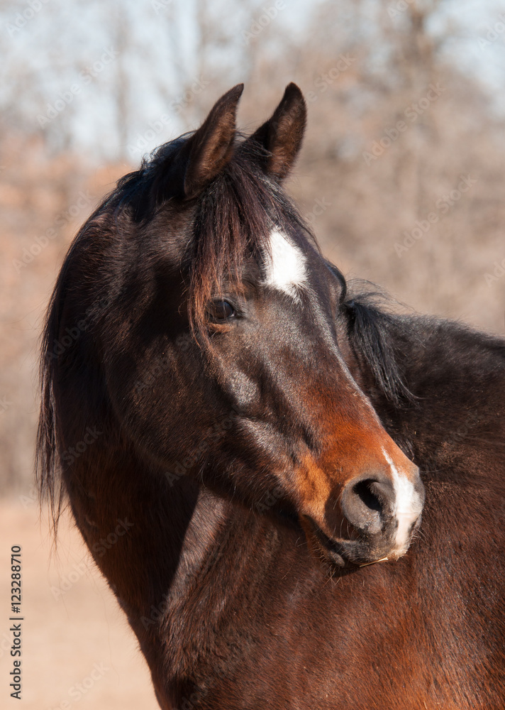 Dark Bay Arabian Horse