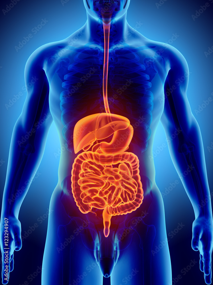 Plakát 3D human male x-ray digestive system. – Obraz na Zeď | Posters.cz