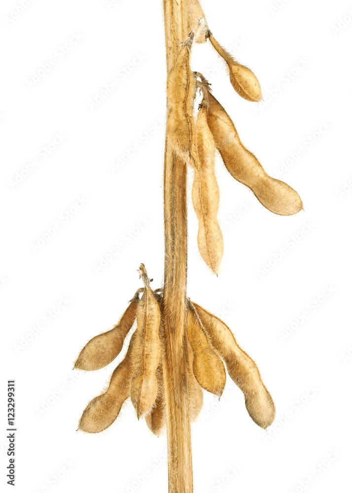 Soybean in pod on a white background. Soya - protein plant for h Stock ...
