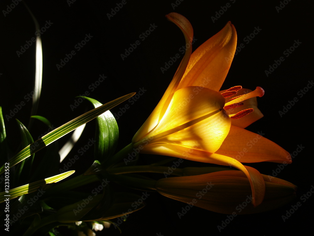 Zephyranthes lily flower. Common names for species in this genus ...