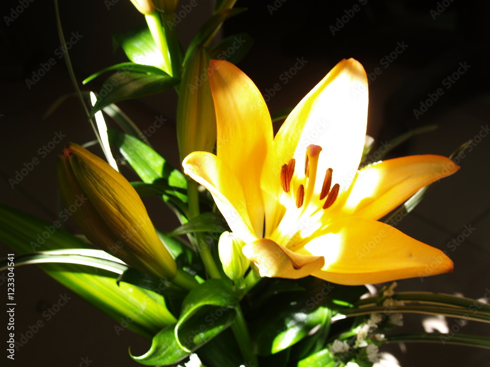 Zephyranthes lily flower. Common names for species in this genus ...