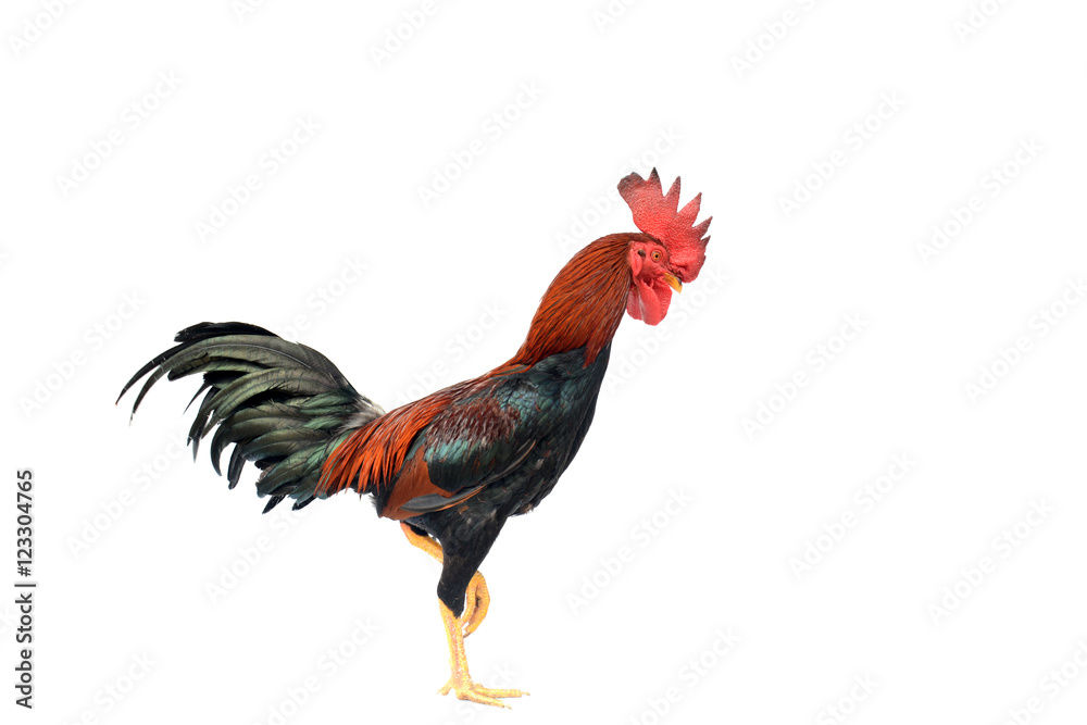 Chicken fight isolated on white background. Stock Photo | Adobe Stock