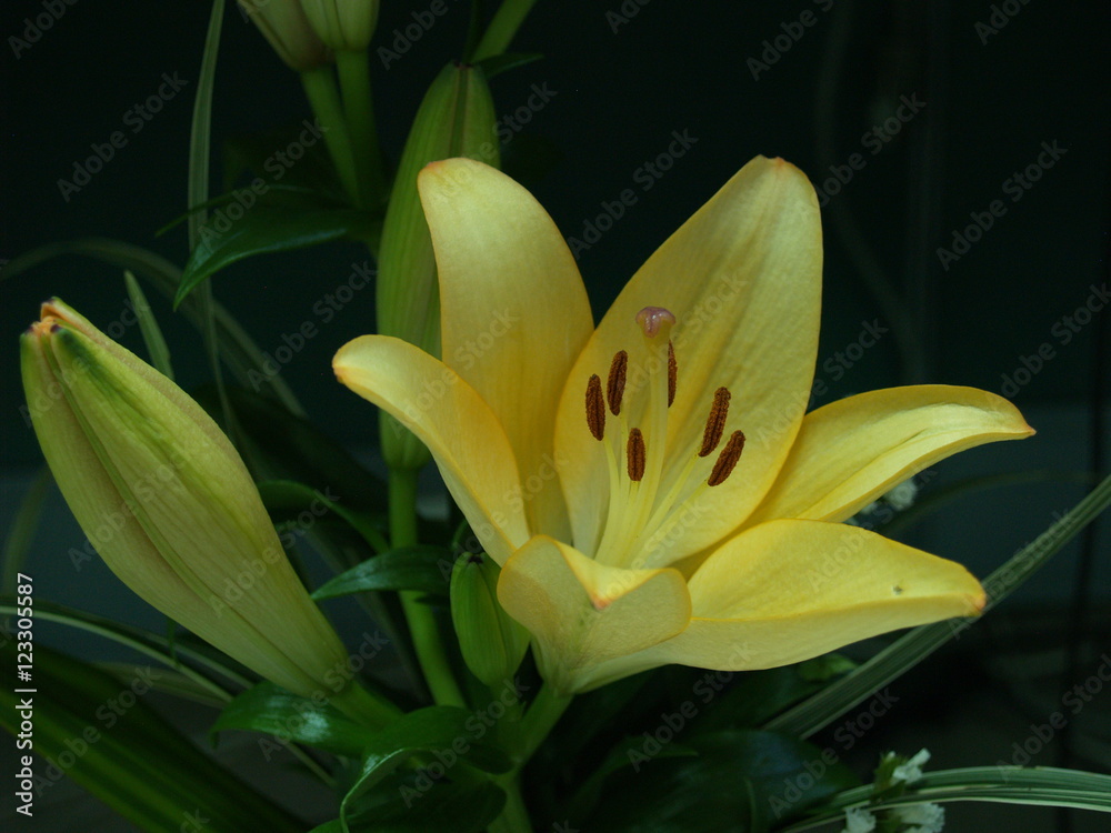 Zephyranthes lily flower. Common names for species in this genus ...