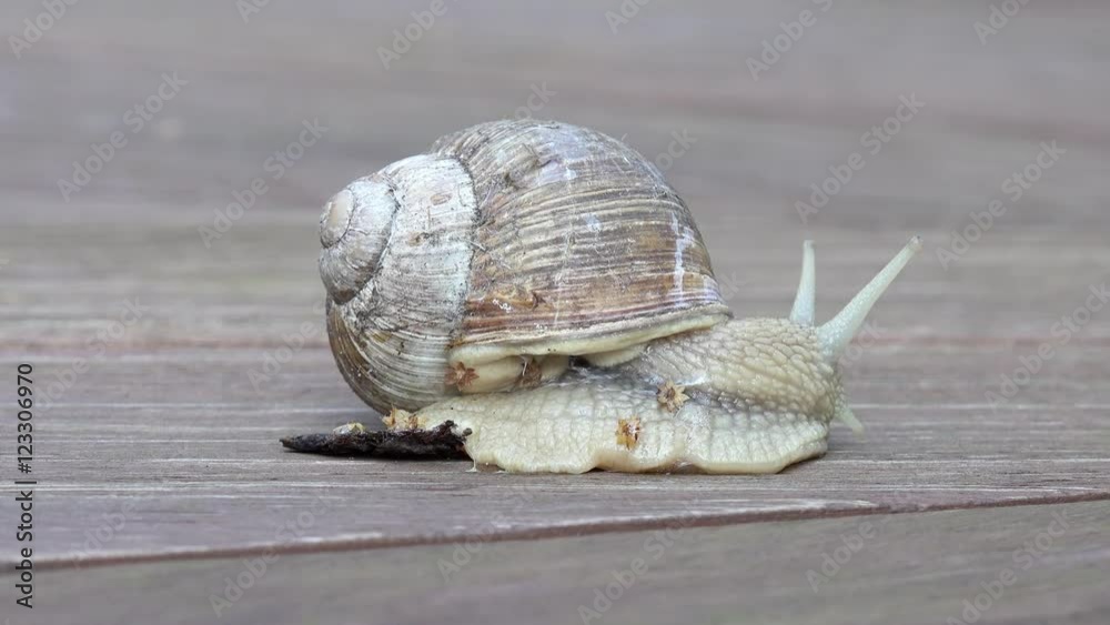 Snail sitting on Wood and run away Stock Video | Adobe Stock