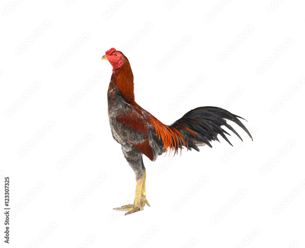 Chicken fight isolated on white background. Stock Photo | Adobe Stock