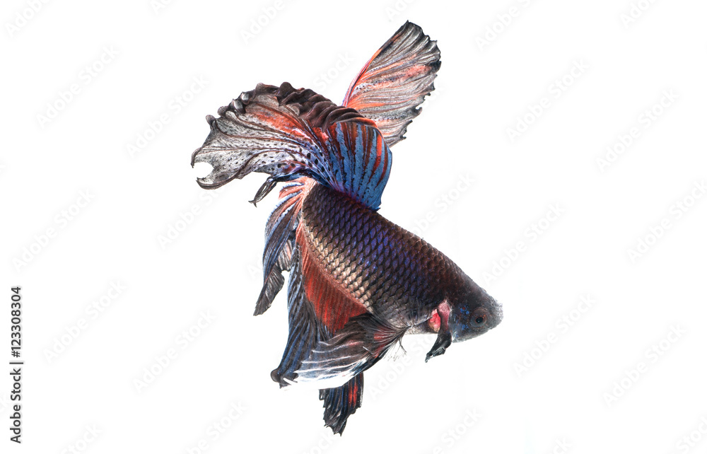 Siamese fighting fish isolated on white background. Betta fish Stock ...