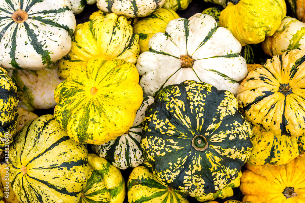 Festival Squash