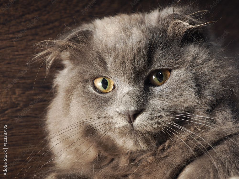 Grey thoroughbred cat with round yellow eyes. Portrait Stock Photo ...