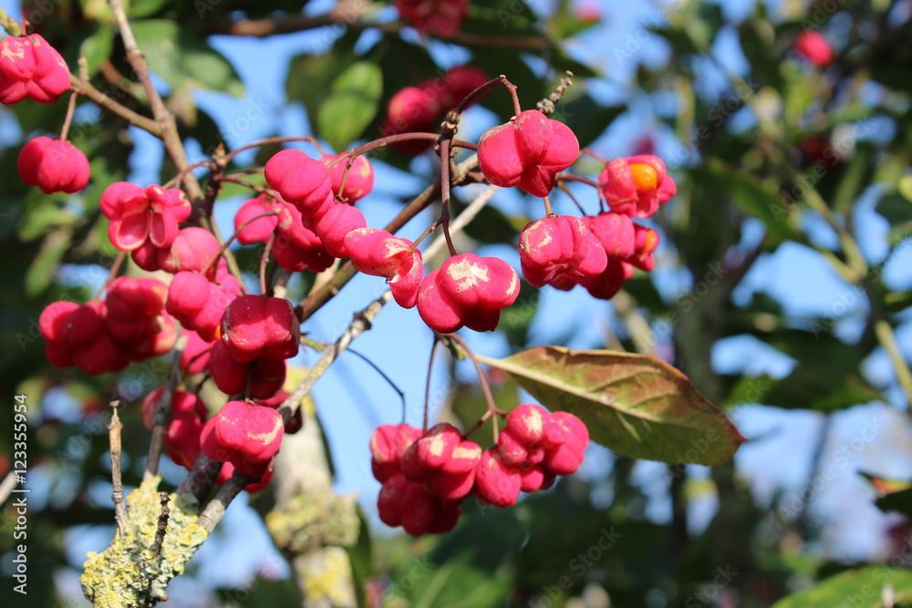 Rote Früchte Stock-Foto | Adobe Stock