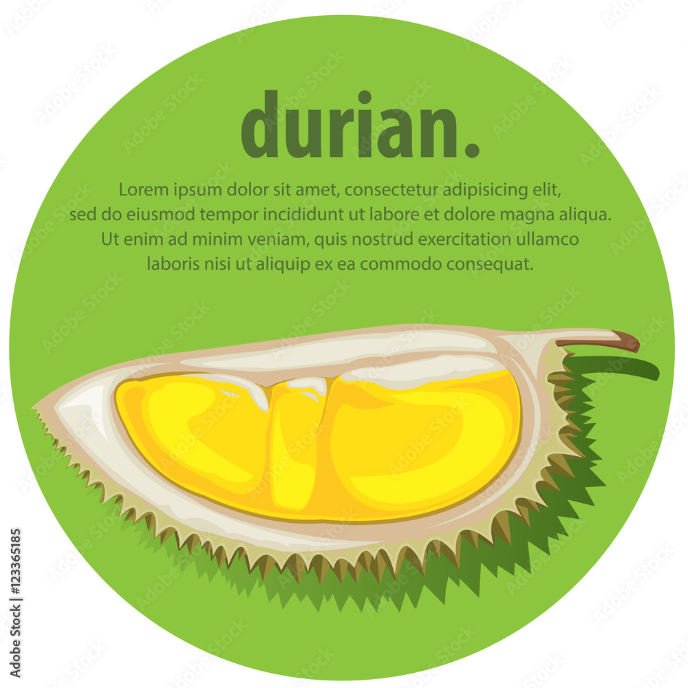 Durian fresh. Vector illustration. Whole durian and cut piece. durian ...