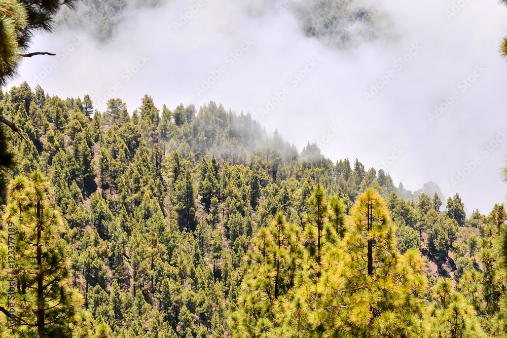 Pine Tree View foto de Stock | Adobe Stock