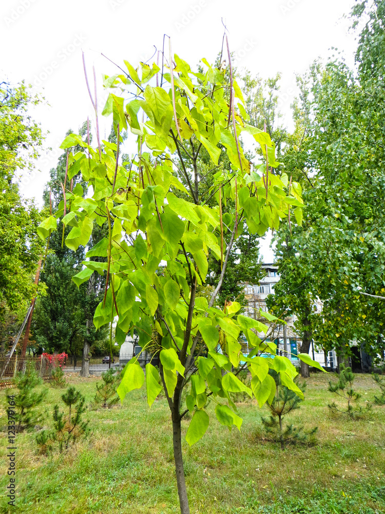 Cigar tree (Catalpa bignonioides) in a city park on early autumn Stock ...