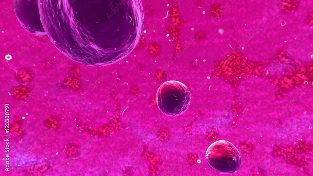 Vidéo Stock Mitosis.Cellular division under the microscope, stem cells ...