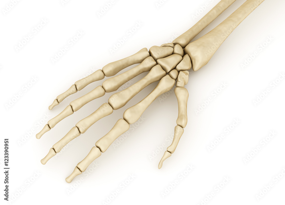 Human wrist skeletal anatomy. Medically accurate 3D illustration Stock ...