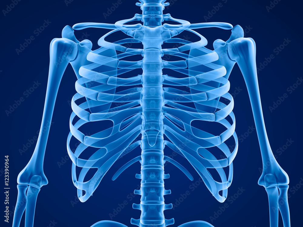 Human skeleton: breast chest. Front view. Medically accurate 3D ...