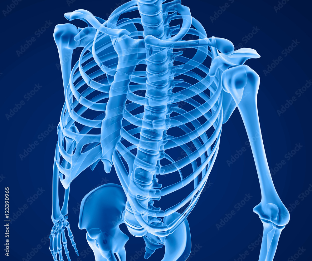 Human skeleton: breast chest. Front view. Medically accurate 3D ...