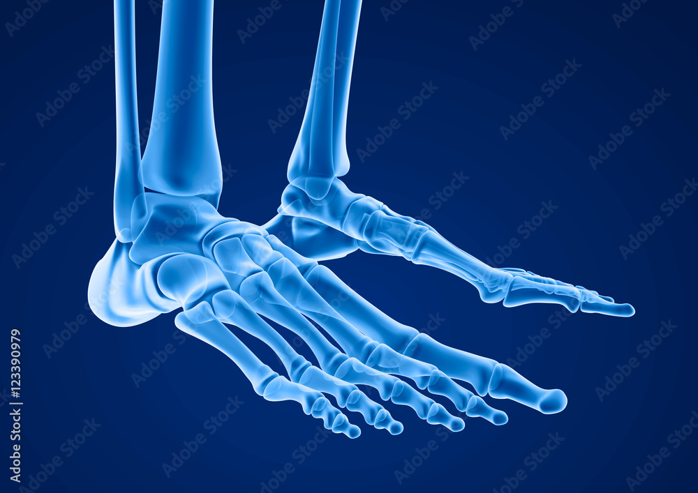 Human skeleton: skeletal foot. Medically accurate 3D illustration Stock ...