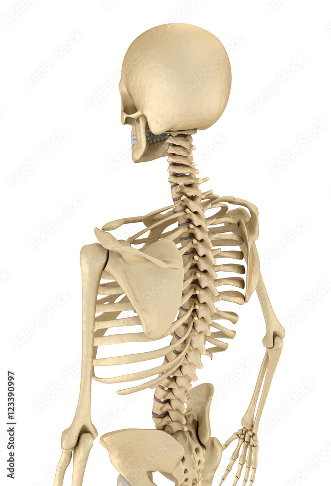 Human skeleton: breast chest. Front view. Medically accurate 3D ...