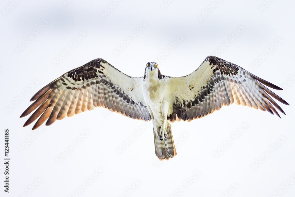 Spotted Stock Photo | Adobe Stock