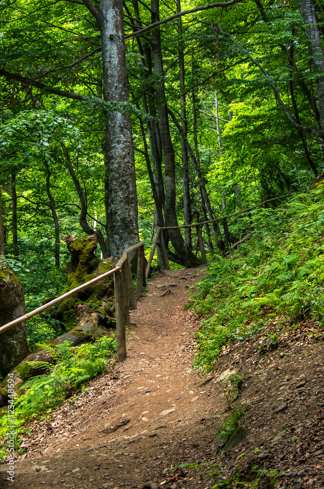 Narrow mountain path in the deciduous forest along a small wooden fence ...
