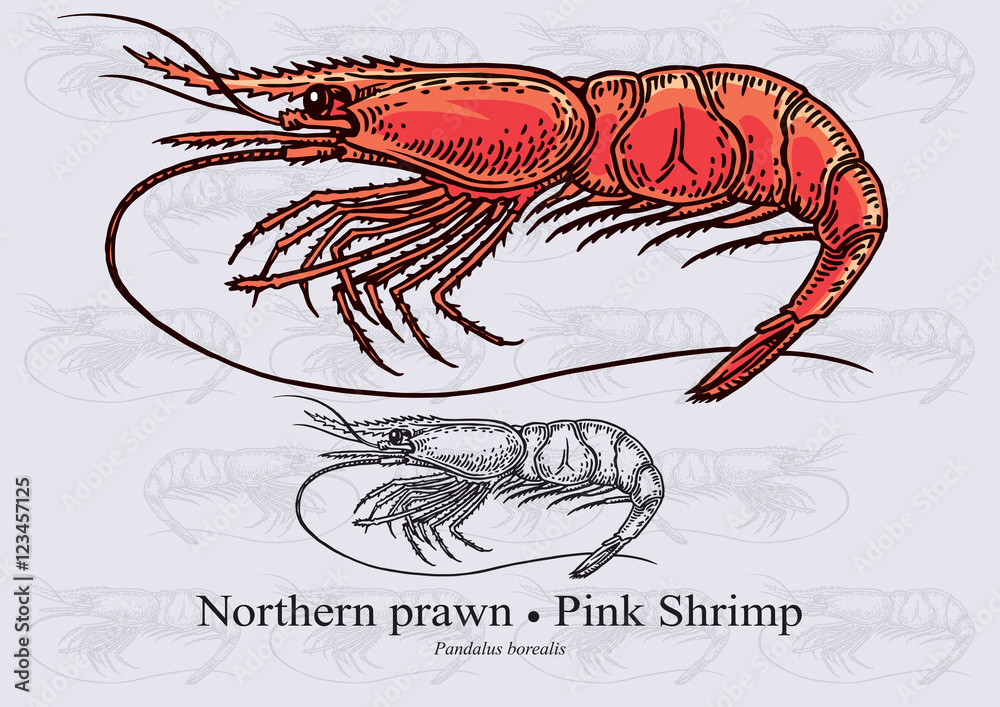 Northern prawn, Pink shrimp. Vector illustration for artwork in small ...