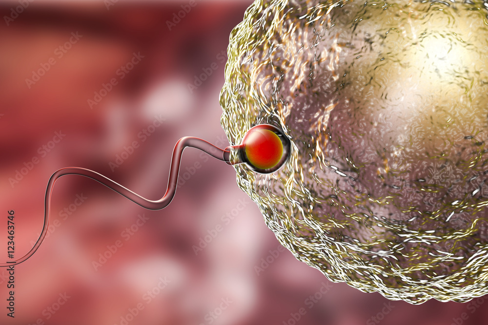 Fertilization of human egg cell by spermatozoan, 3D illustration Stock ...