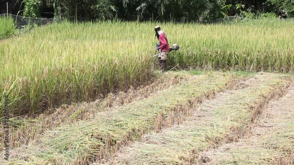 farmer using lawn mower instead of sickle to harvest rice plants in mid ...