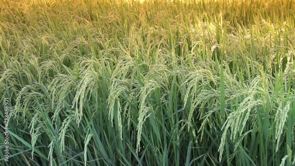 Landscape of a beautiful green field with rice stalks swaying in the ...