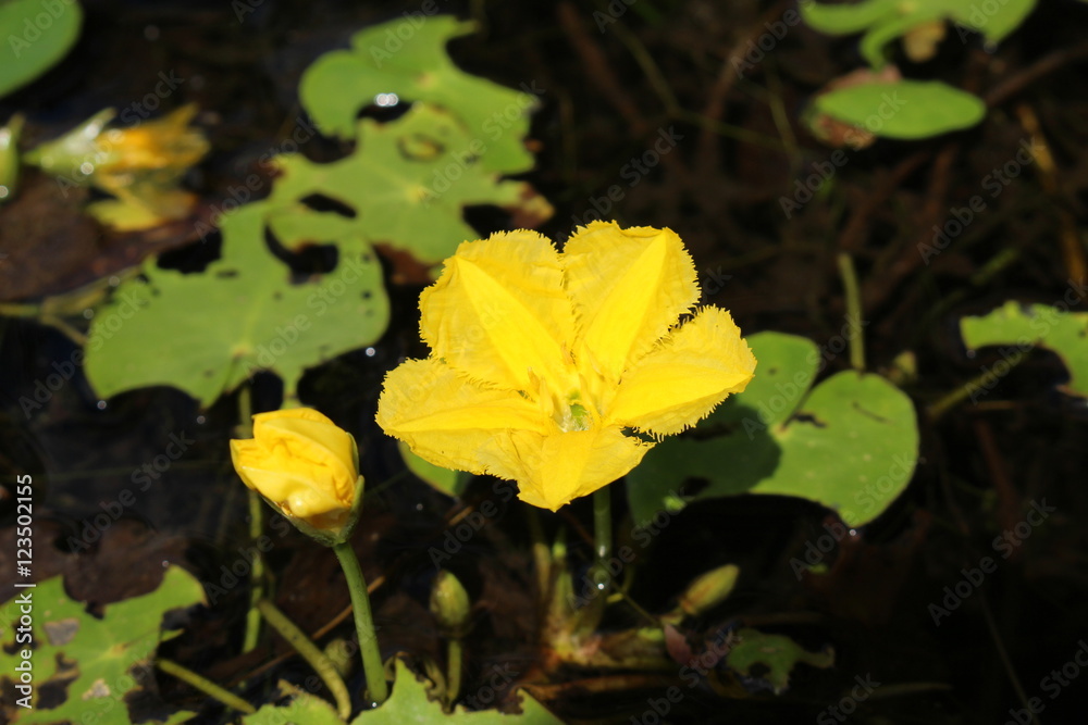 "Yellow Floatingheart" flower (or Fringed Water-lily, Water Fringe) in ...