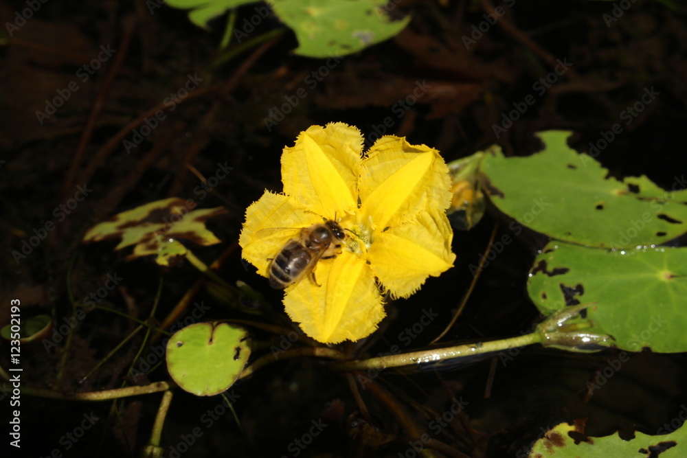 "Yellow Floatingheart" flower (or Fringed Water-lily, Water Fringe) in ...