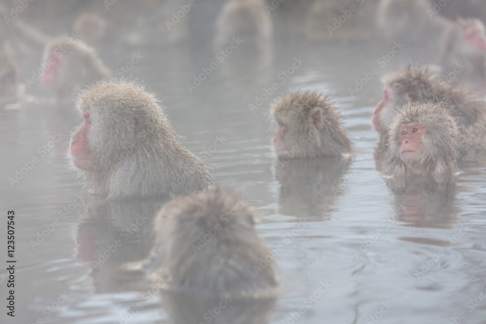 Snow monkeys in a natural onsen (hot spring), located in Jigokud Stock ...