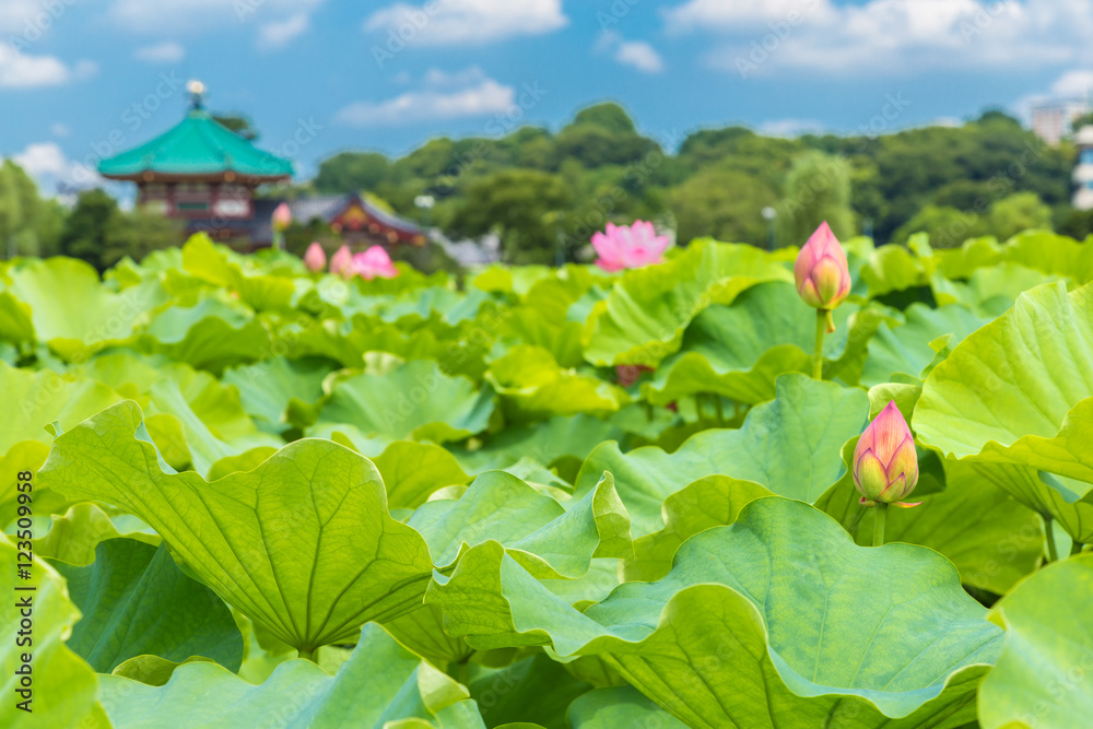 Bud of this lotus was shot in Taito-ku, Japan Ueno Park.Background is ...