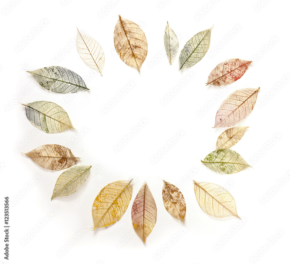 Frame of hand painted skeleton leaves on white Stock Photo | Adobe Stock