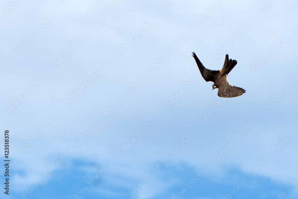 Peregrine falcon flying on th sky Stock Photo | Adobe Stock