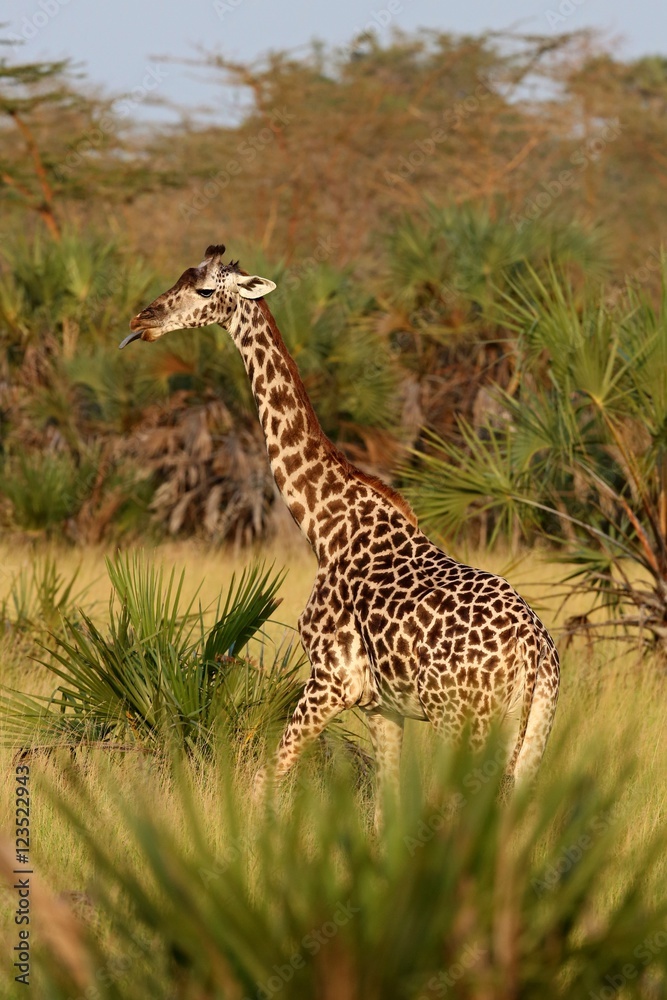 Giraffes Habitat In Africa